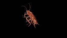 La Cucaracha S Tenor
