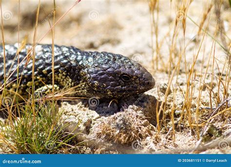 A Closeup Of A Stumpy Lizard Near The Coorong In South Australia On