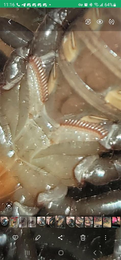 Scorpion Species And Gender Identification Help Rtarantulas