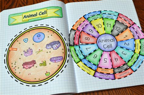 Math In Demand Animal And Plant Cell Foldables