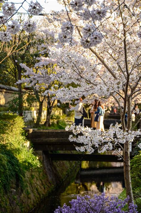The 10 Most Beautiful Cherry Blossom Sakura Spots In Kyoto