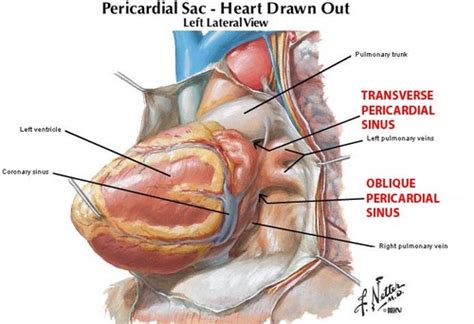 Transverse Pericardial Sinus