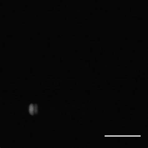 Photobacterium Profundum Alchetron The Free Social Encyclopedia