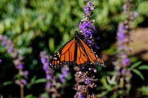 Gmga 2023 Conference Recap Meet And Greet And Tours — Georgia Master Gardeners Association