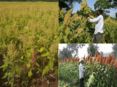 برداشت تاج خروس علوفه ای