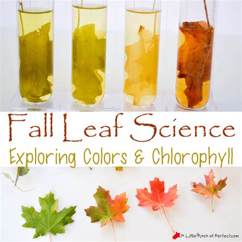 Easy Fall Leaf Science Experiment Exploring Colors And Chlorophyll With