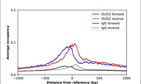 Anti Olig2 Human Protein Atlas Antibody