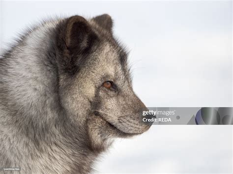 Arctic Fox Blue Morph In Deep Snow During Winter Europe News