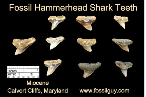 Hammerhead Sharks Sphyrna Facts Fossil Teeth Identification