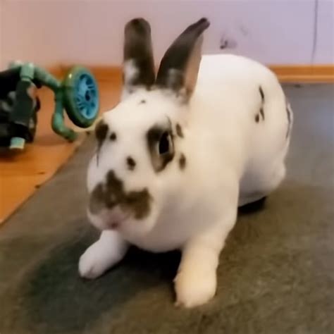 Tenacious Paralyzed Bunny Surprises Rescuer By Learning To Hop Again