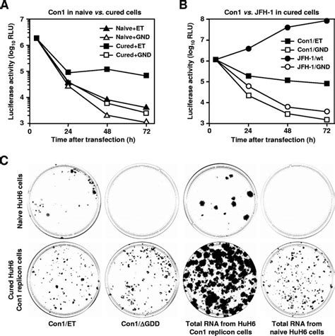 Effect Of Host Cell Determinants On Hcv Rna Replication A Transient Download Scientific