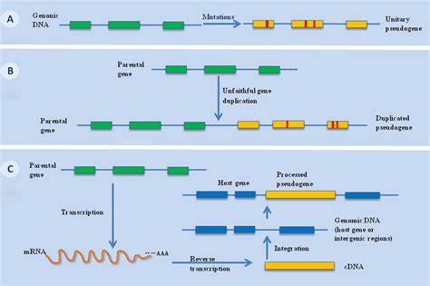 Pseudogene In Cancer Real Functions And Promising Signature Journal