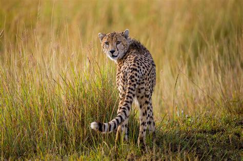 Cheetah Facts