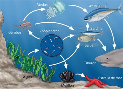 Descubre Qué Comen Los Animales Marinos