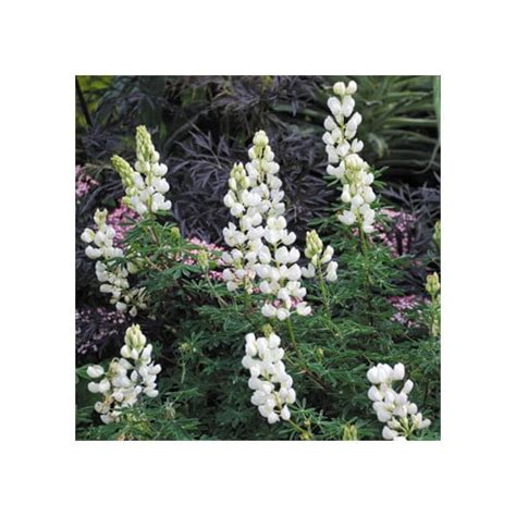 Lupinus Arboreus Snow Queen Seeds 15 Seeds White Tree Lupin Plant World Seeds