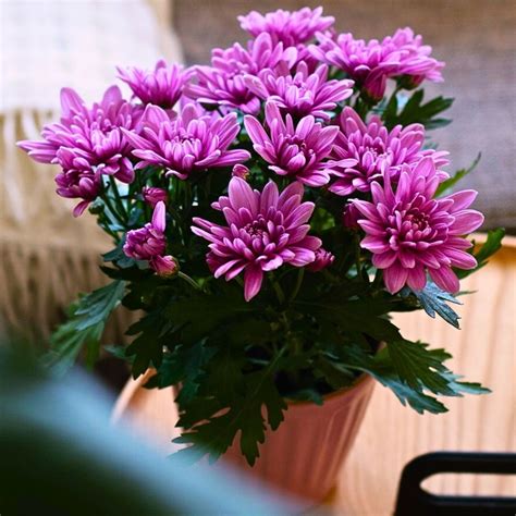 Chrysanthemum Flower Meaning And Symbolism