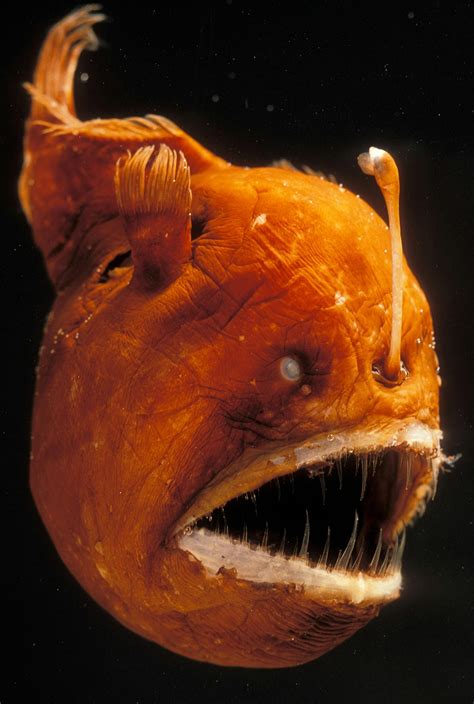 Female Angler Fish Absorbs Male Anglerfish Harness Both Light And