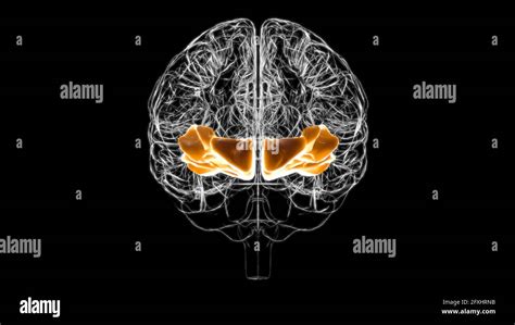 Brain Orbital Gyrus Anatomy For Medical Concept 3d Illustration Stock