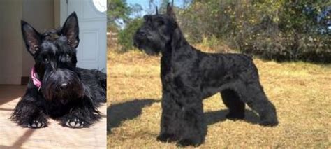 Scottish Terrier Vs Giant Schnauzer Breed Comparison