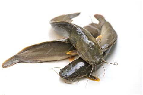 Premium Photo Catfish Isolated On White Background Fresh Raw Catfish