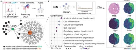 基于时空转录组学揭示凝溶胶蛋白调控非心肌细胞骨架结构促进心肌梗死后心室重构腾讯新闻