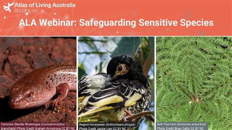 Ala Webinar Safeguarding Sensitive Species Atlas Of Living Australia