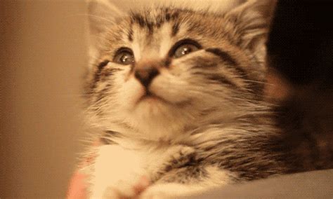 Kitten Cute  Wiffle