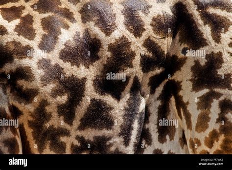 Masai Giraffe Pattern