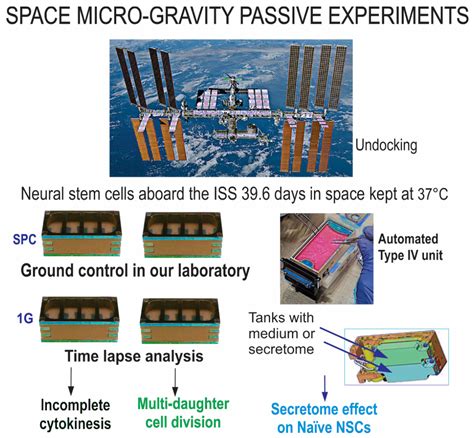 Space Microgravity Alters Neural Stem Cell Division Implications For