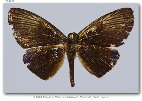 Alesa Amesis Type Specimens