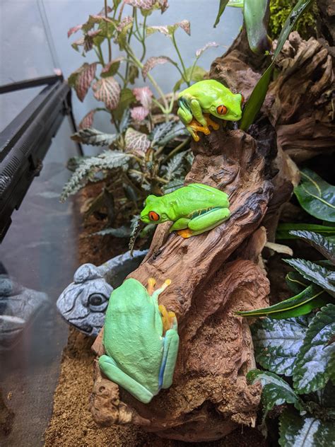 Red Eyed Tree Frog Habitat Setup Red Eyed Tree Frog Care Guide By