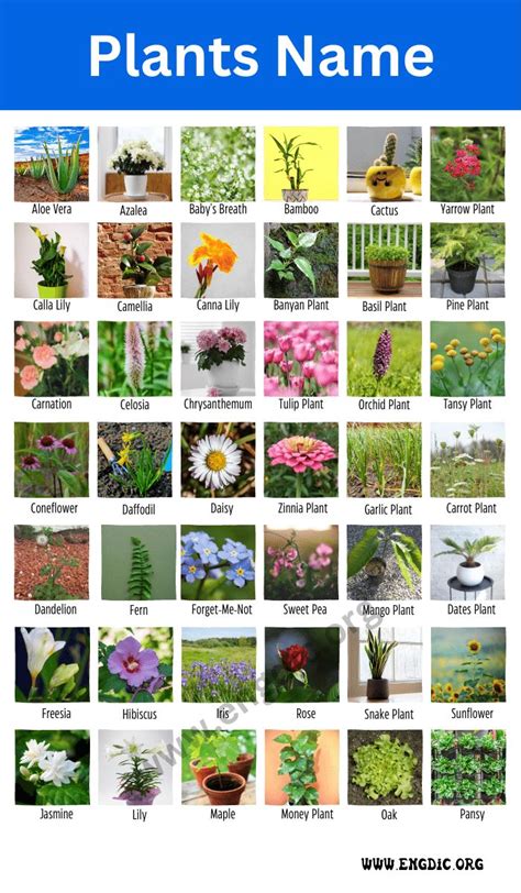 100 Plants Name With Picture Names Of Plants A Z List Of Plant