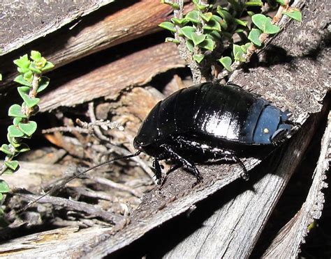 Esperance Fauna Blue Rump Cockroach Melanozosteria Sp
