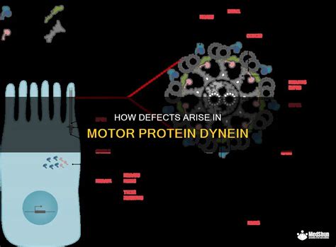 How Defects Arise In Motor Protein Dynein Medshun