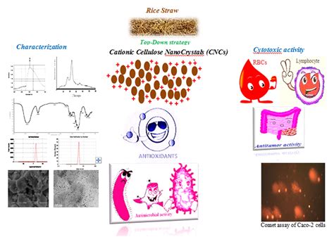 Cationic Cellulose Nanocrystals As Sustainable Green Material For Multi