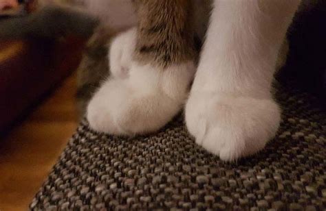 Stubby ‘kitty Cankles Photos Are Making Cat Lovers Grin Ear To Ear