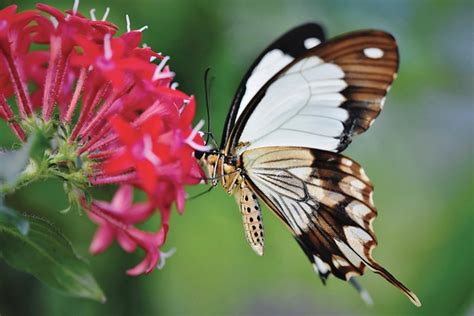 Butterfly Flower Pollinate Free Photo On Pixabay Pixabay