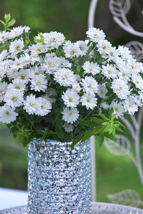 Cf Aster Nina Plus White Egmont Seeds