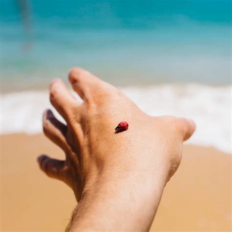 Ladybug Diet Photos Download Free High Quality Pictures Freepik