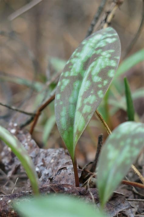 Érythrone Damérique Plante Printanière Comestible Et éphémère — L