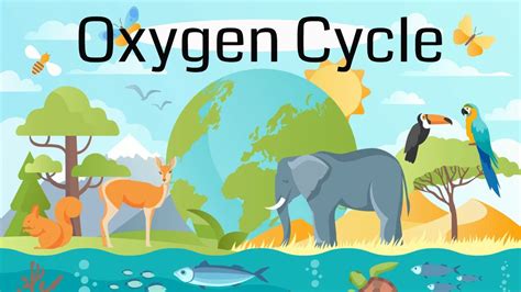 Oxygen Cycle Class 9