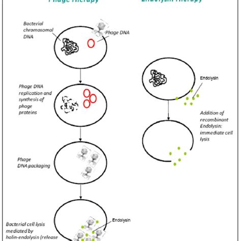 Typical Peptidoglycan Structure Of Gram Positive Bacteria Showing