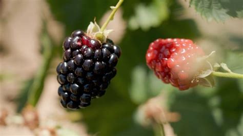 Arkansas Fruit Breeding Program Introduces Two New Fruits Rarkansas