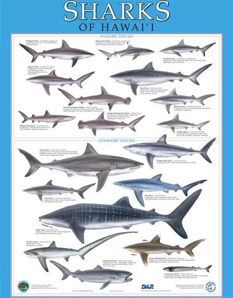 Posters Of Sharks Of Hawaii Types Of Sharks Different Types Of