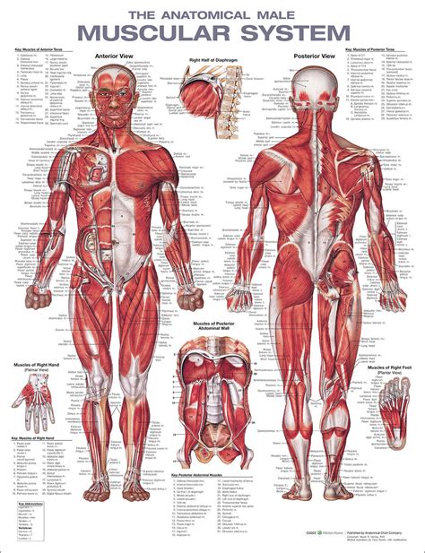 Anatomical Charts Quality Anatomy Diagrams Anatomical Charts For