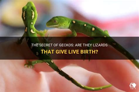 The Secret Of Geckos Are They Lizards That Give Live Birth Petshun