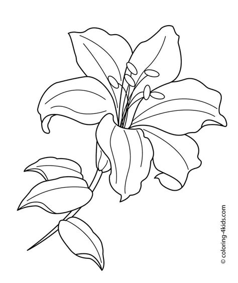 Lily Outline Drawing At Explore Collection Of Lily Outline Drawing