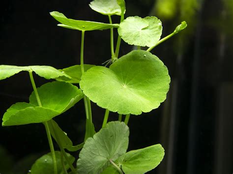 Home Freshwater Plants Brazilian Pennywort Aquatic Arts