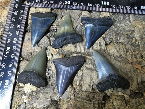 Mako Shark Teeth Fossil