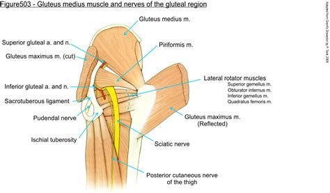 Superior Gluteal Nerve Injection